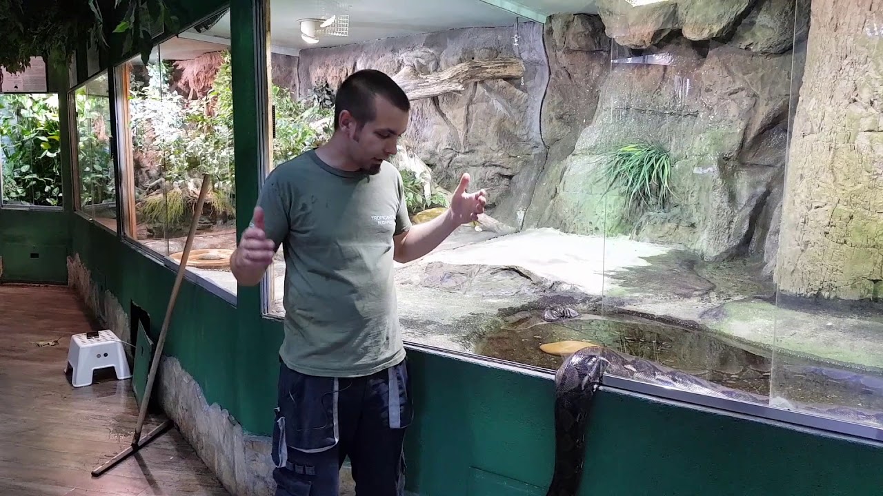 Tropicarium Budapest - Kockás piton - YouTube