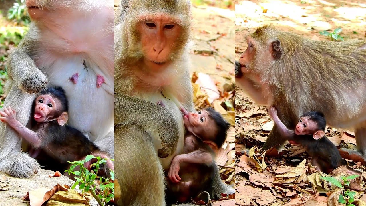 Cute Bessie baby wants mum allow her get some milk again. - YouTube