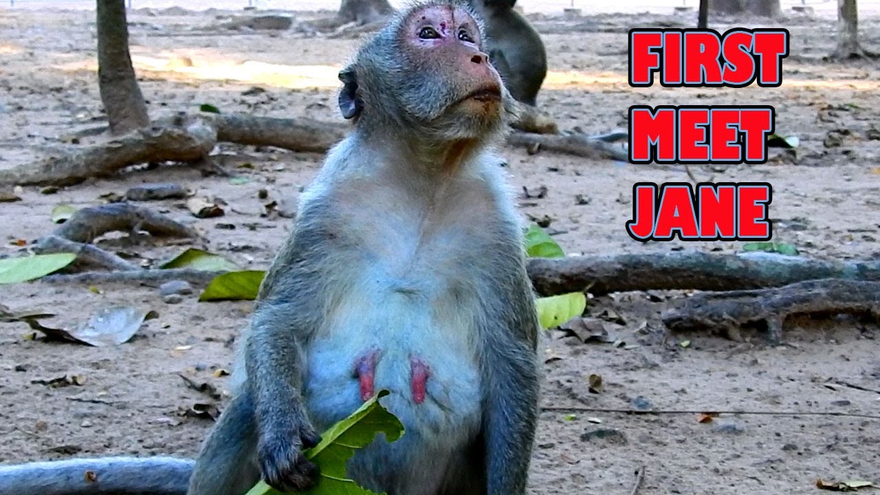 HOT NEWS! JANE UPDATE! FIRST MEET MONKEY JANE SINCE LOCK DOWN MANY DAYS ...