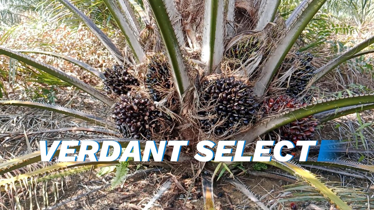 PERFORMA KELAPA SAWIT VERDANT SELECT USIA 30 BULAN - YouTube