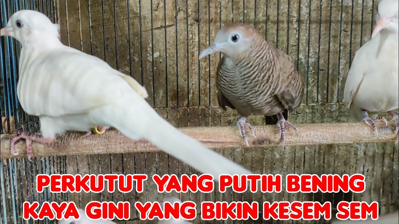 PERKUTUT PUTIH KAPAS BIKIN KE SEM SEM - YouTube