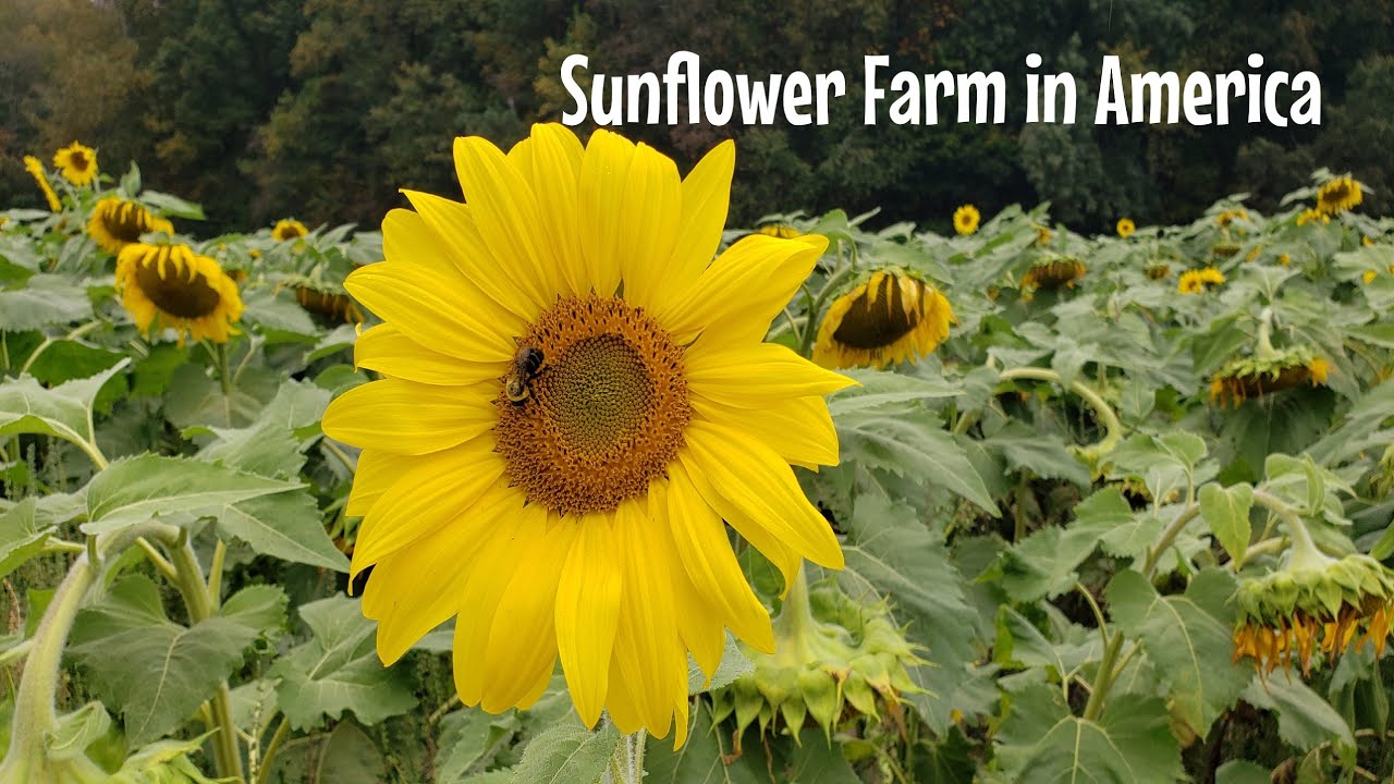 Sunflower Farm in America | Sunflower Farm in Georgia | Fausett Farms ...