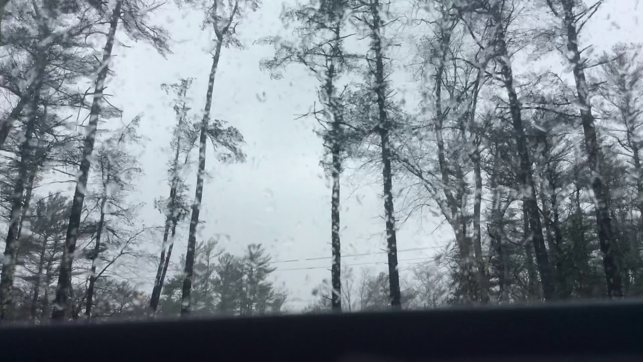 Tree falls during high wind - YouTube