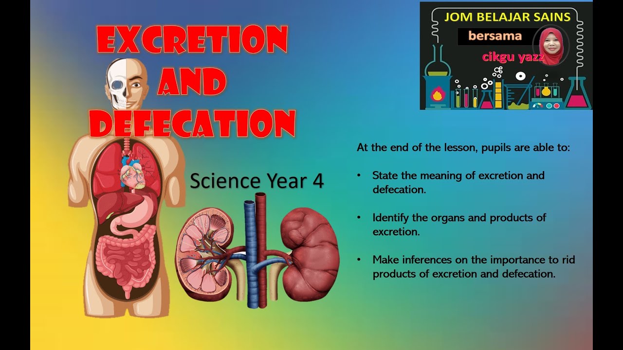 Science Excretion In Humans And Animals English Youtube