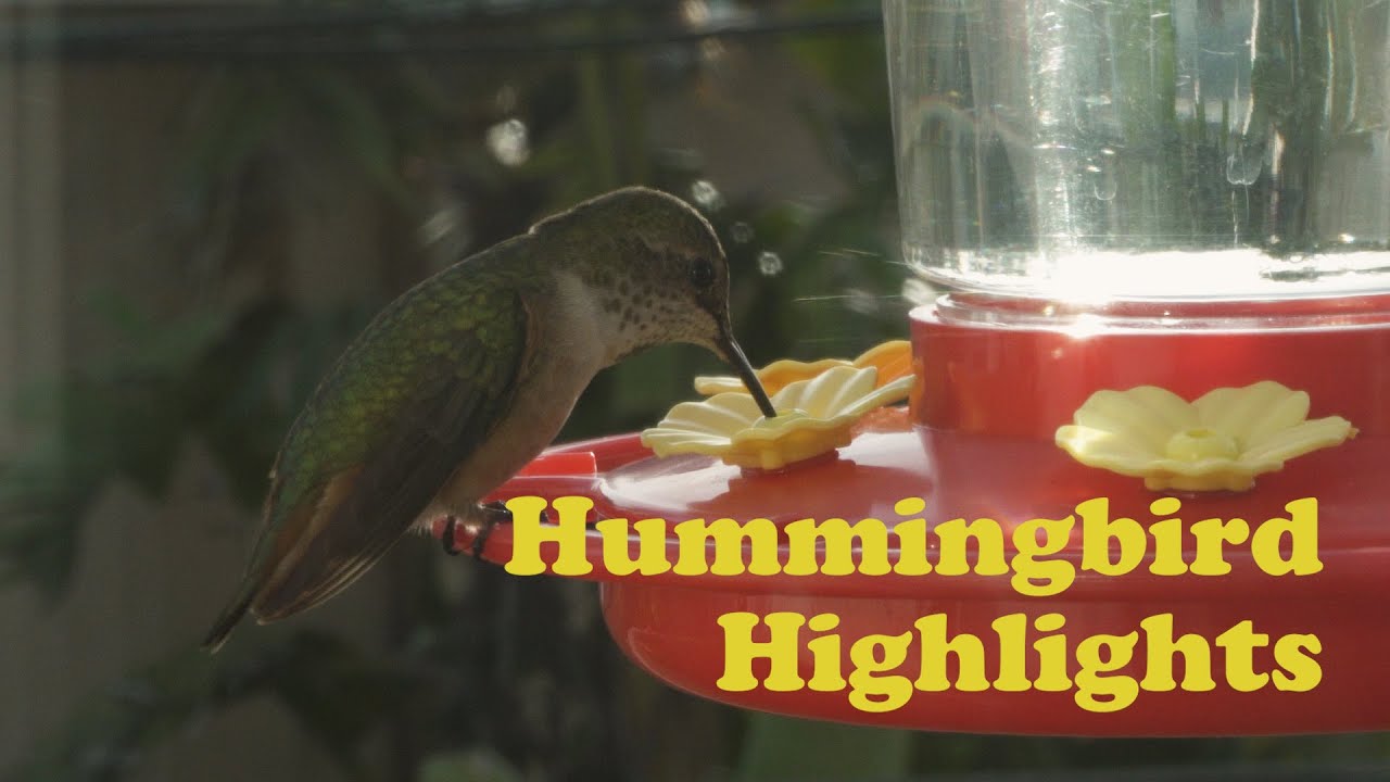 Hummingbird Highlights January 21, 2026 | Virtual Hummingbird Feeder ...