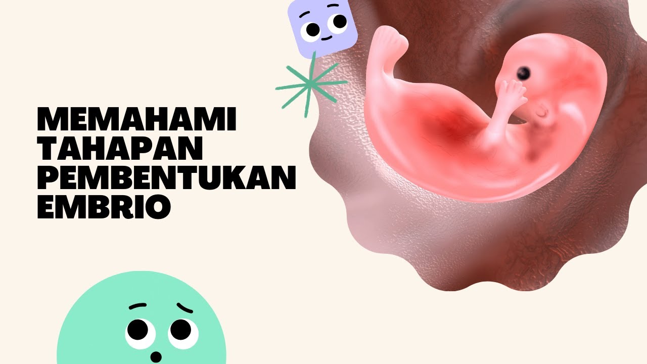Lengkap - Proses Pembentukan Embrio #embrio #pembentukanembrio - YouTube