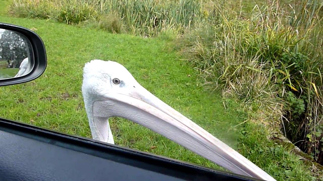 Pelican tries to eat camera - YouTube