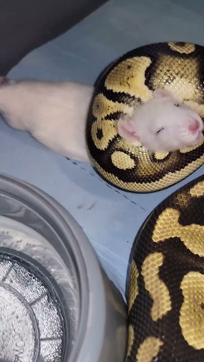 Ball Python Feeding #1 - YouTube