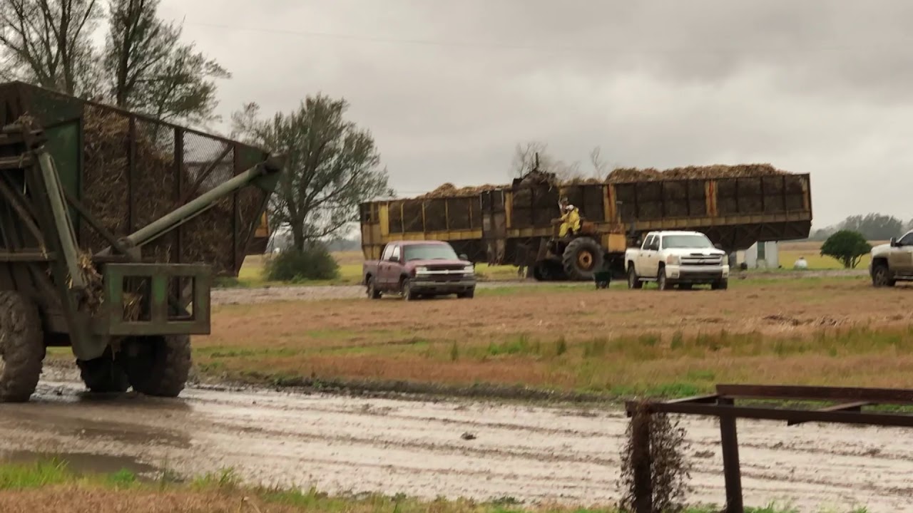 Loading sugar cane trailers - YouTube