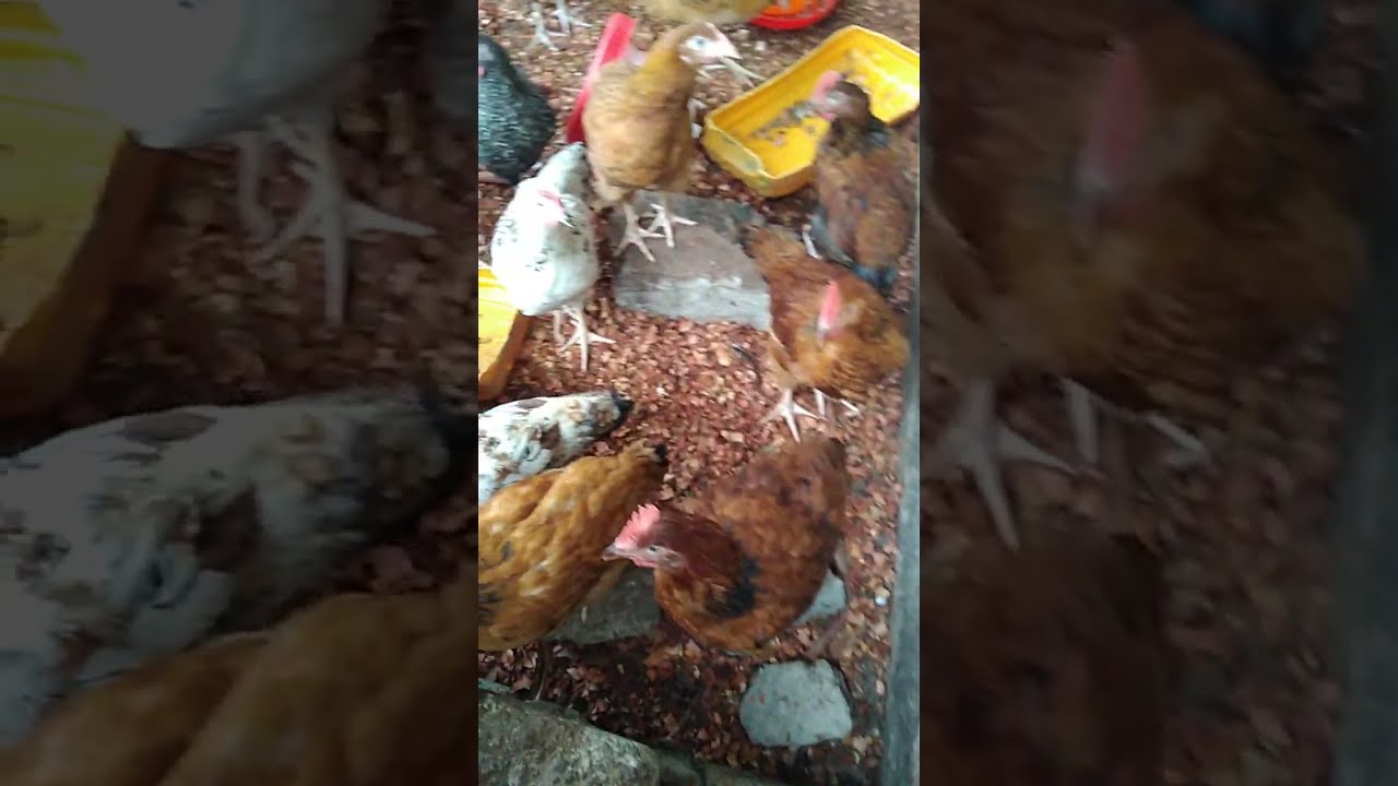 POULETS GOLIATH de deux mois et demi (ELEVAGE DE POULET GOLIATH en ...