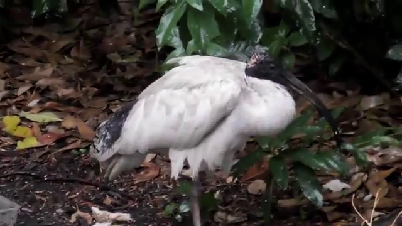 Bird (Ibis) missing leg - YouTube
