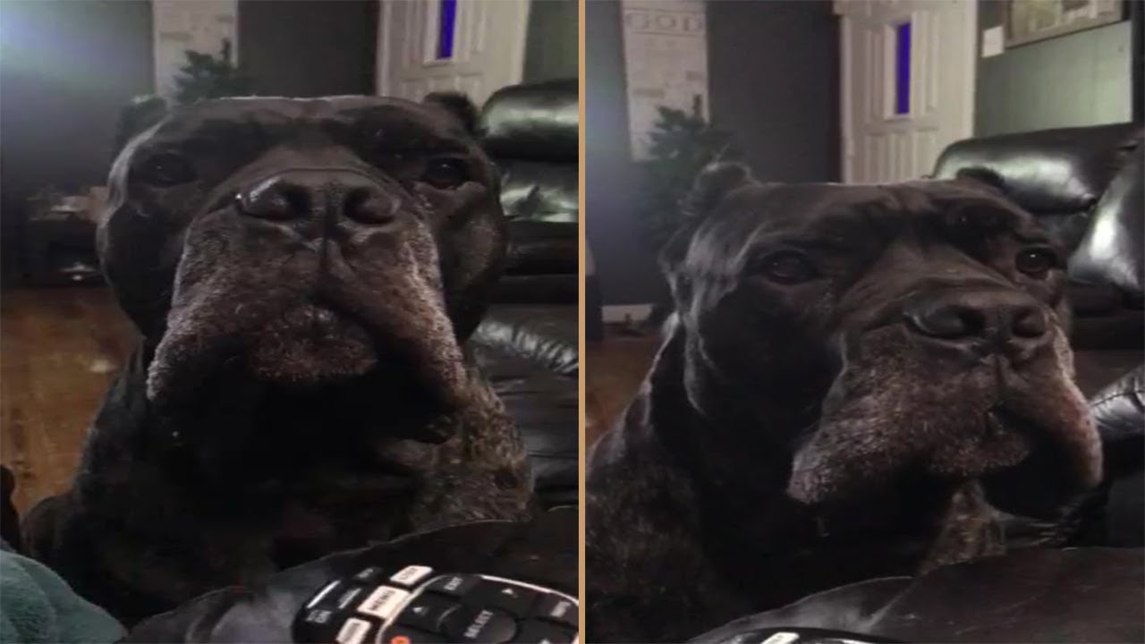 Two Sad And Grumpy Dogs Crying Over Toy - YouTube