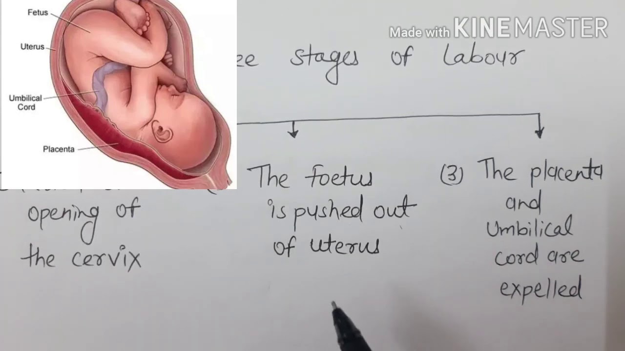 #biology #neet Human Reproduction |Parturition and Lactation class 12 ...