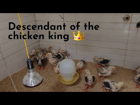 Descendants of the chicken king. A beautiful sunny day to go home ...