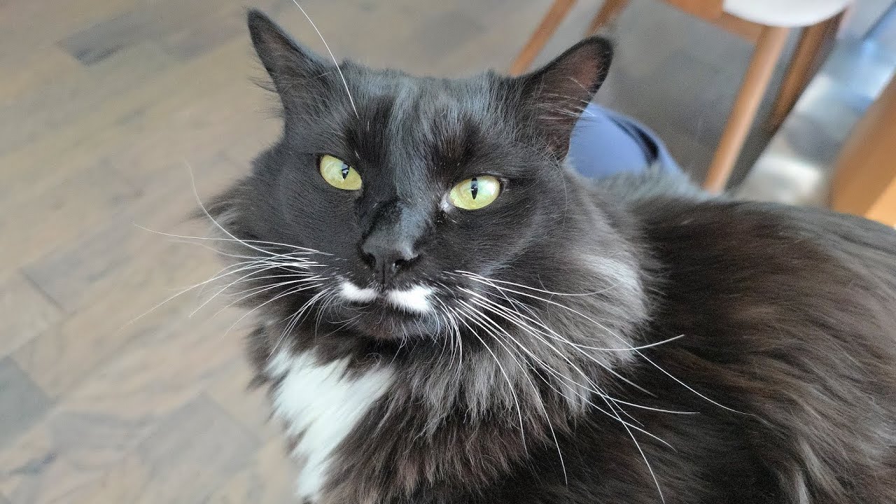 Purring machine activated - YouTube
