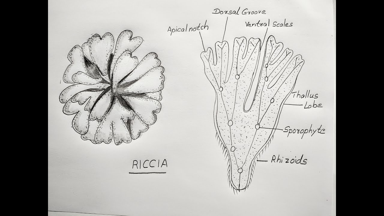 RICCIA DIAGRAM CLASS 11 BIOLOGY - YouTube