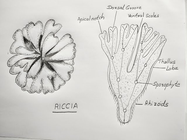 Riccia Diagram