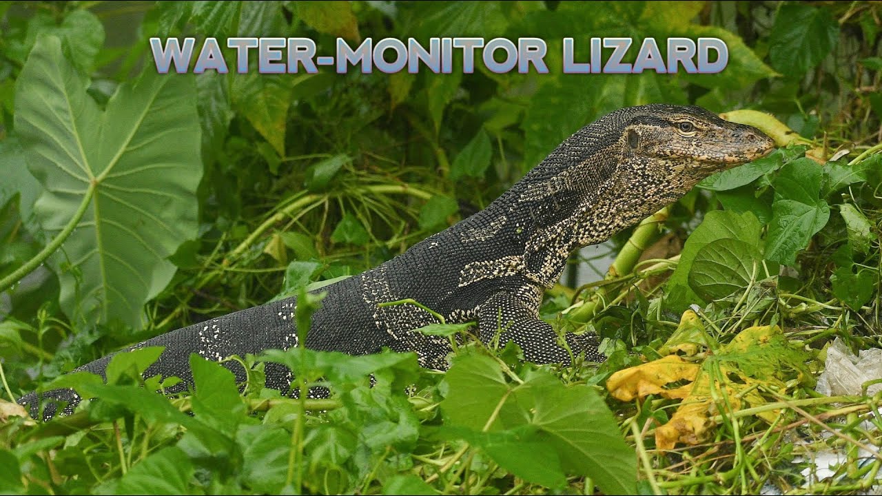 Water Monitor Lizard | Reptiles of India | Lizard - YouTube
