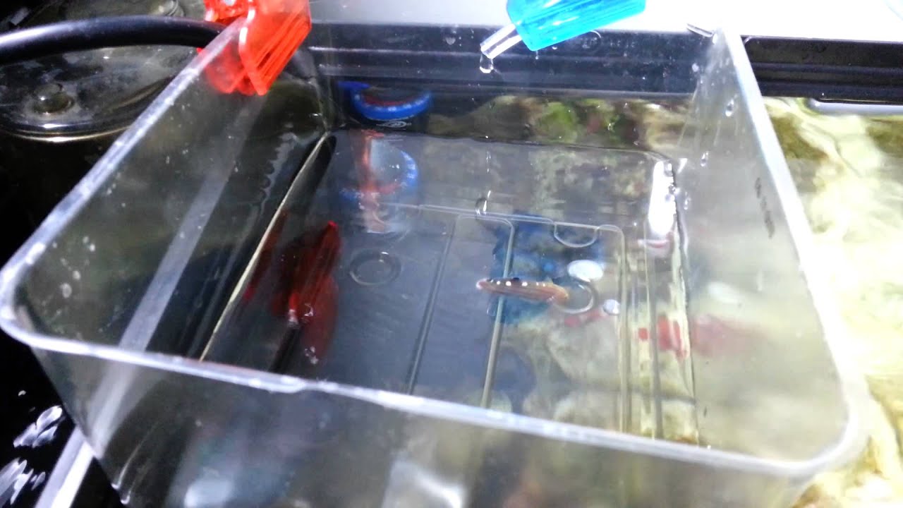 Drip Method - Acclimation of Saltwater Fish - YouTube