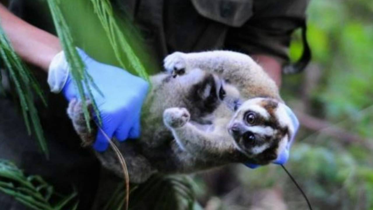 Slow loris kept as pet delights rescuers with 'exciting surprise' after ...