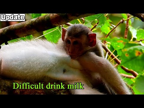 Oh God, Baby Jasper try hard for sucking milk by deep hungry/ Naughty monkey Julina try blocki milk