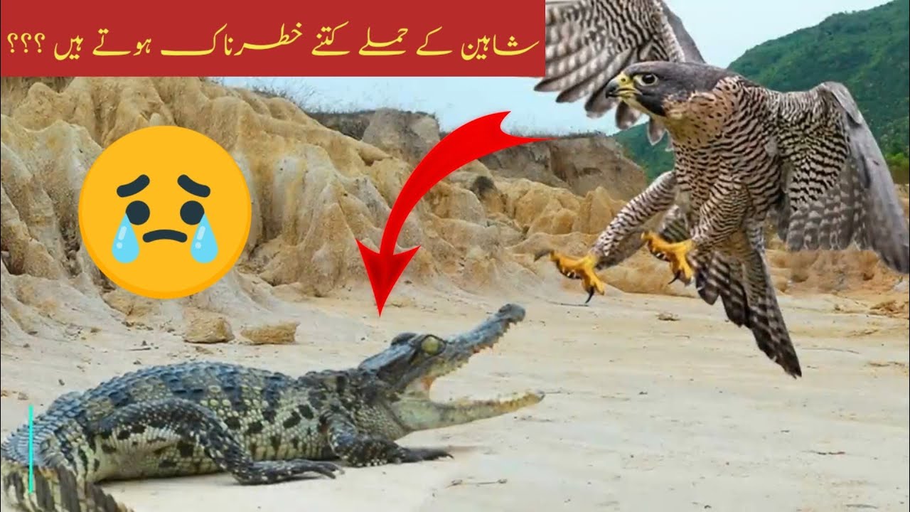 Eagles captures a Goat | Amazing Raptors and Eagle Attacks | Eagles vs Monkey, Fox and Snake ...