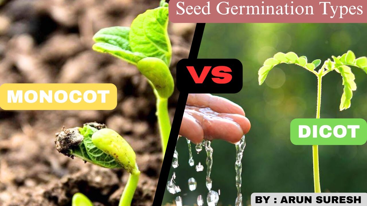 Monocot vs Dicot | Seed Germination Types Explained with Examples - YouTube