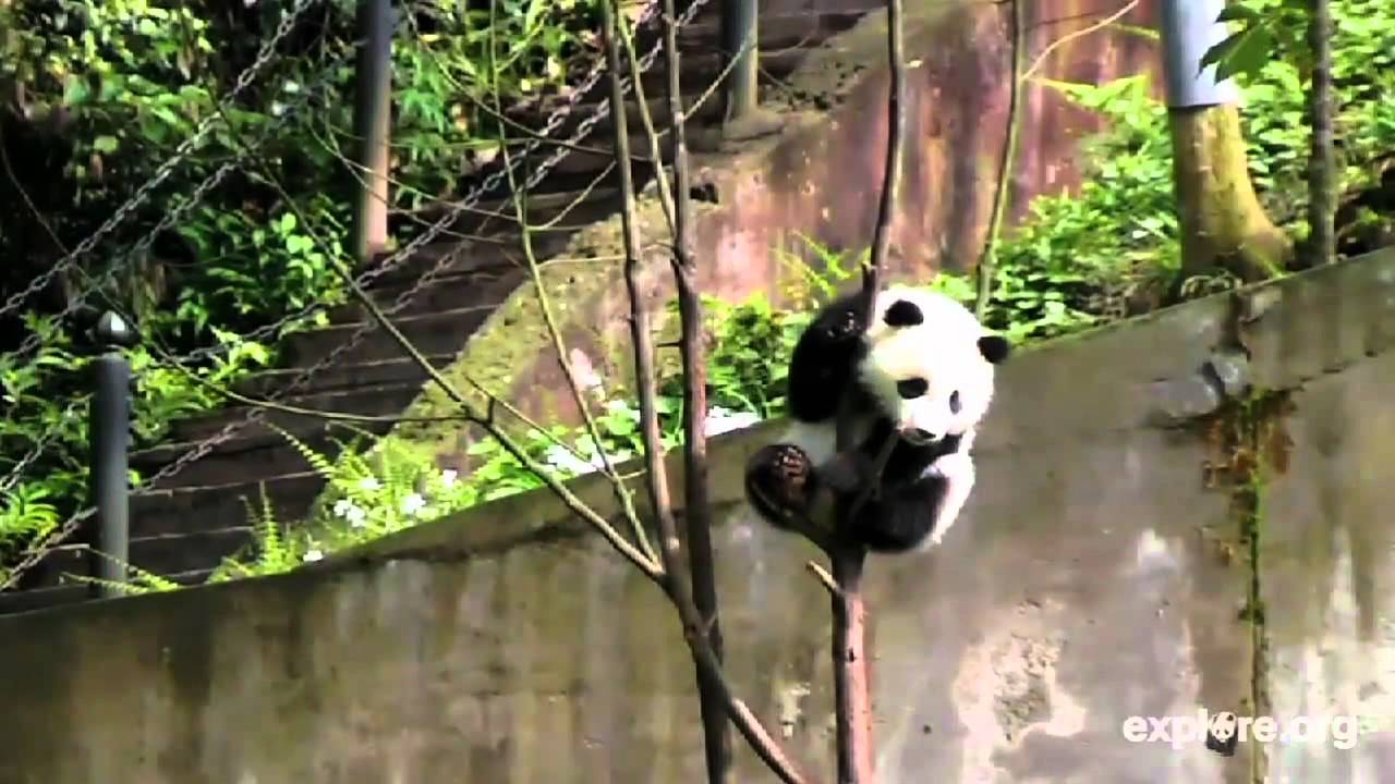 Amazing Footage Of Panda Cub Climbing a Tree. - YouTube