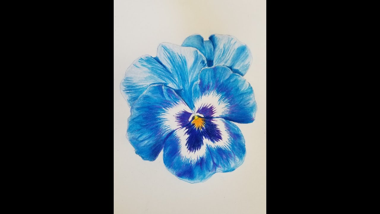 Color pencil Pansy drawing - YouTube