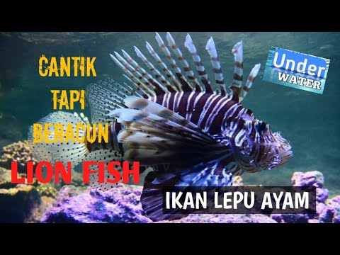 mengenal ikan lionfish / ikan lepu ayam yang sangat beracun - YouTube