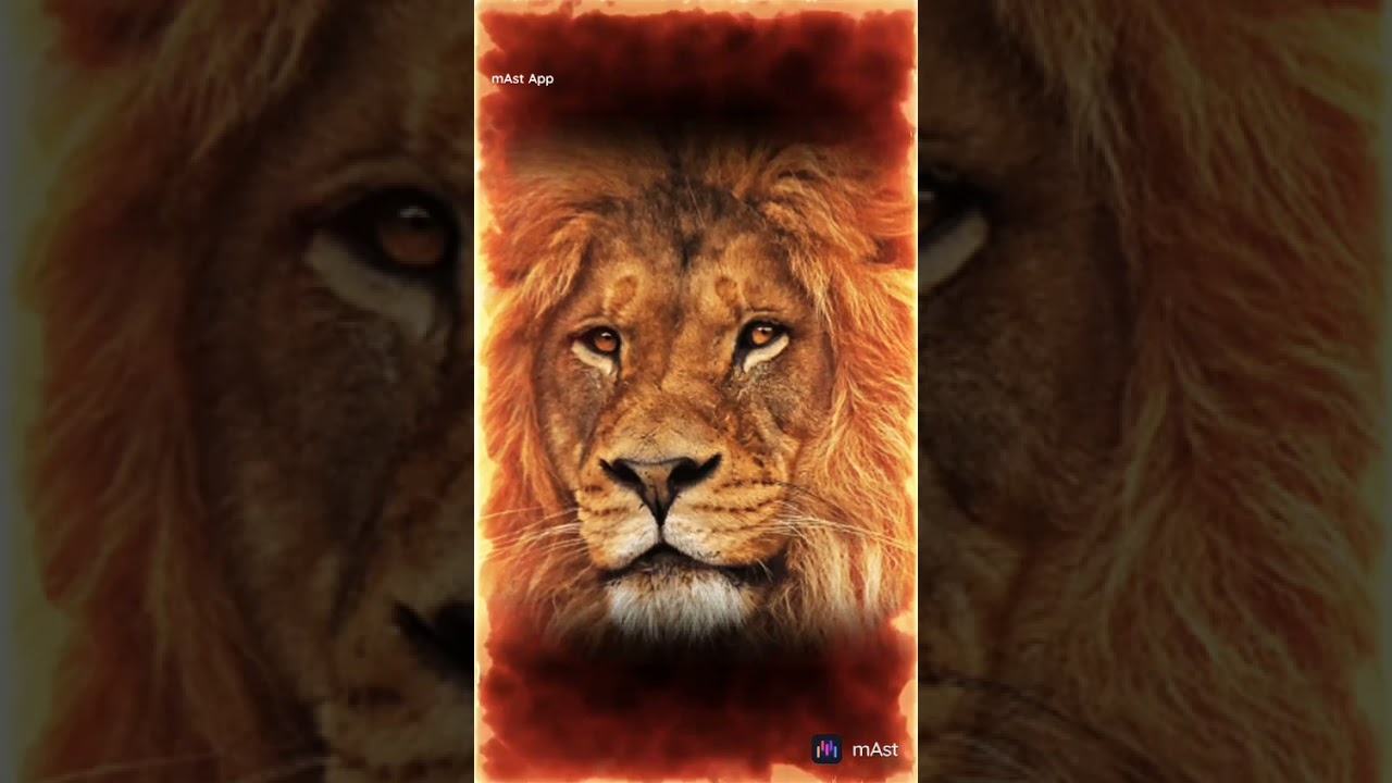 lion video - YouTube