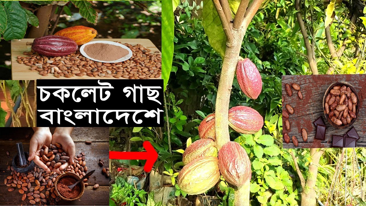 বাংলাদেশে চকলেট গাছ ! Cocoa tree in Bangladesh #chocolate_tree - YouTube
