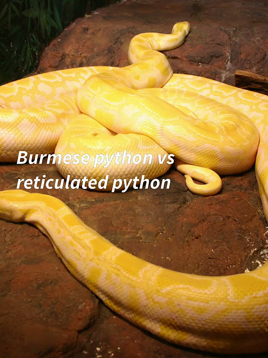reticulated python vs Burmese python - YouTube