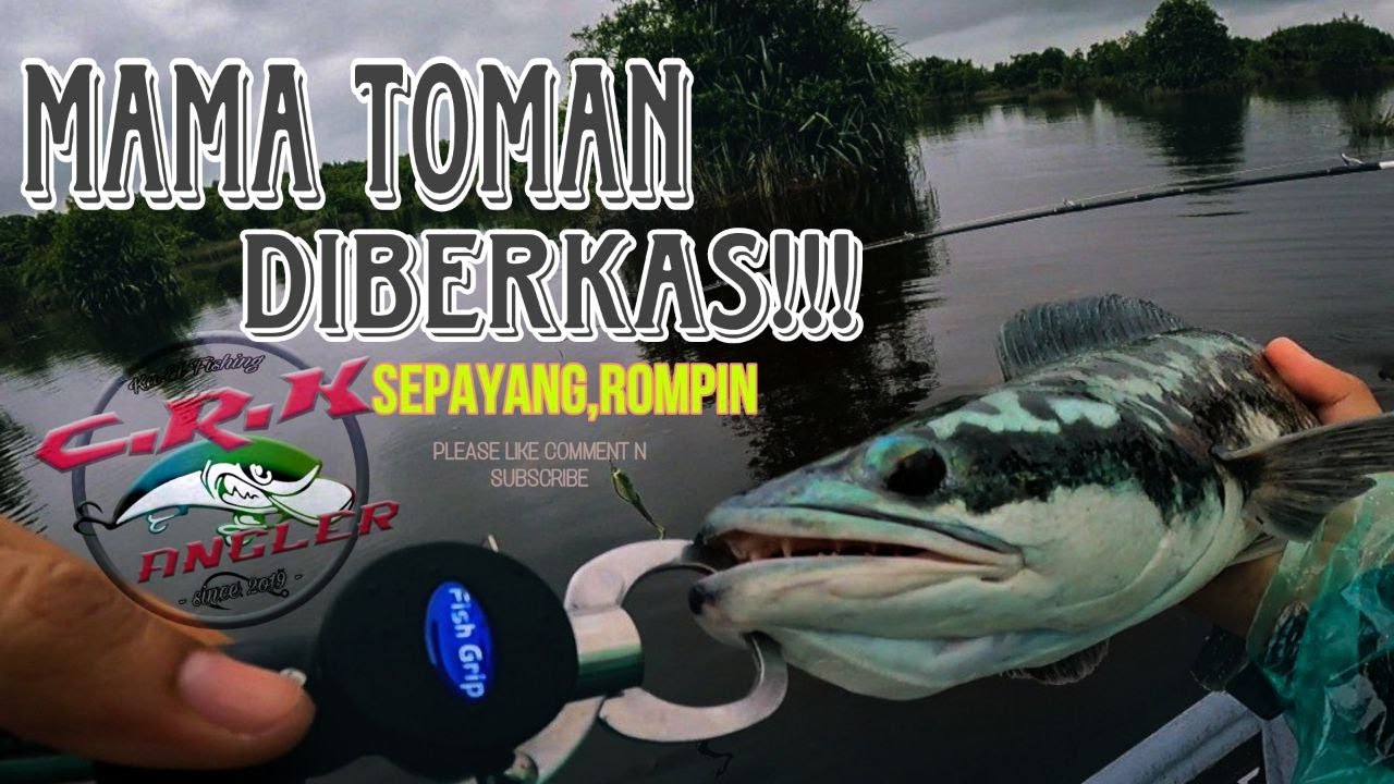 MAMA TOMAN SEPAYANG MEMANG GANAS DAN BANYAK!! #ROMPIN #TOMAN # ...
