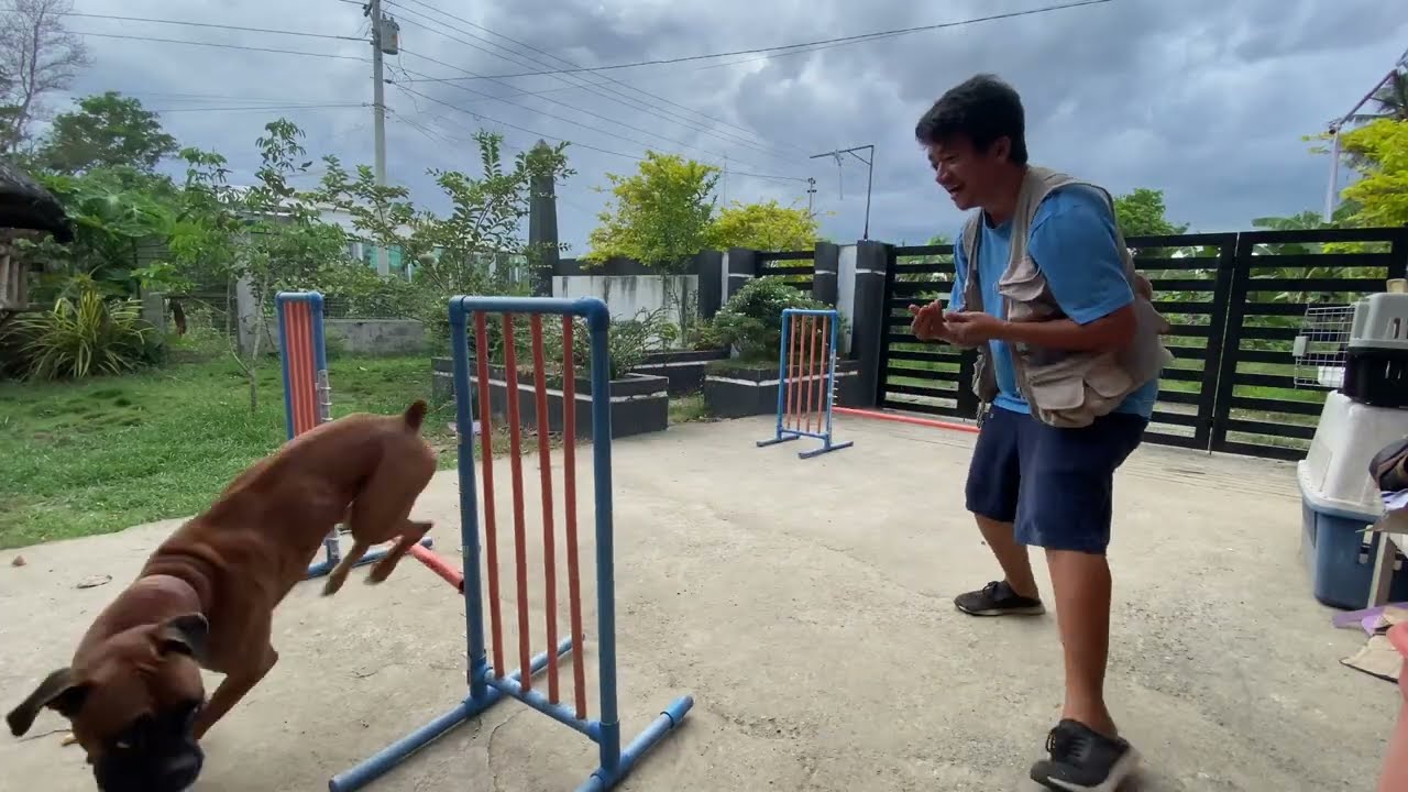 Boxer dog AGILITY TRAINING - YouTube