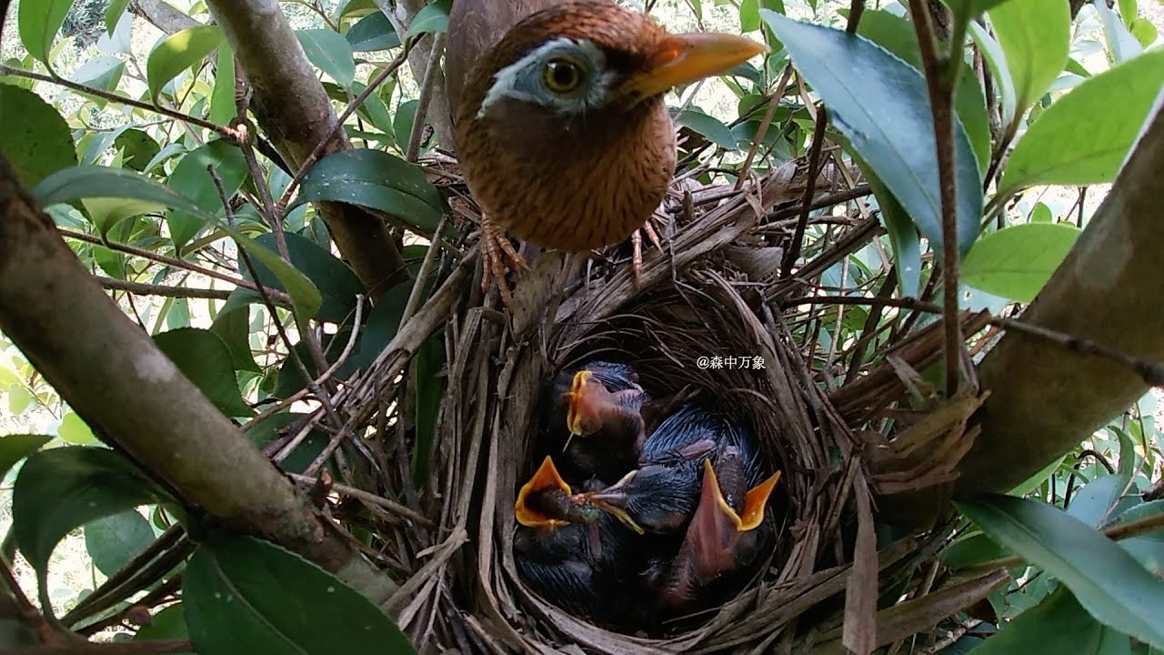 he parent birds feed them well, so all four chicks are growing evenly ...