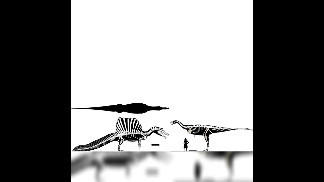 Spinosaurinae Indet And Bahariasaurus Size Comparison - YouTube