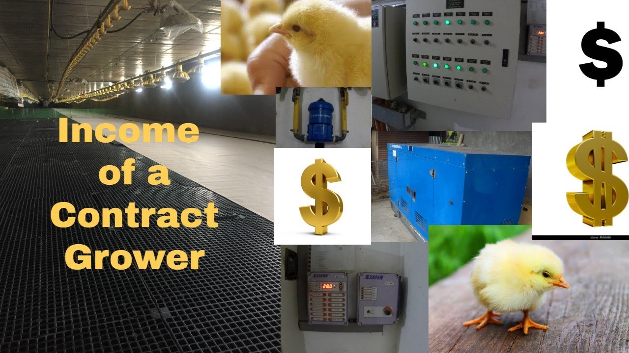 Income of a Contract Grower - YouTube