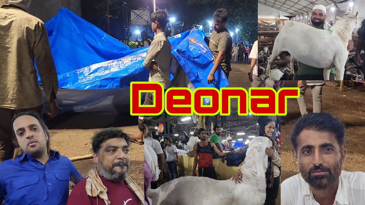 Deonar Main Barish | Live Sauda | Exclusive Collection Of Deonar Bakra ...