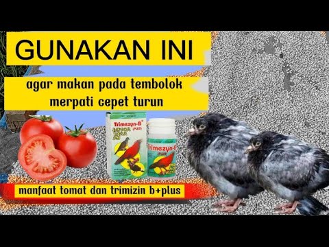 jagung pada #TEMBOLOK MERPATI TIDAK TURUN# lakukan cara ini ...