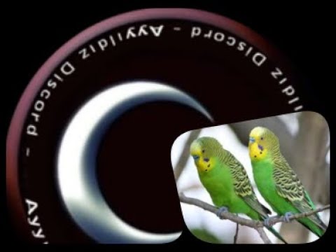 Sefer Aydın - Ayyıldız Discord - Sönmez Reis - Özkan Karaeski - Canlı Yayın 05/2020