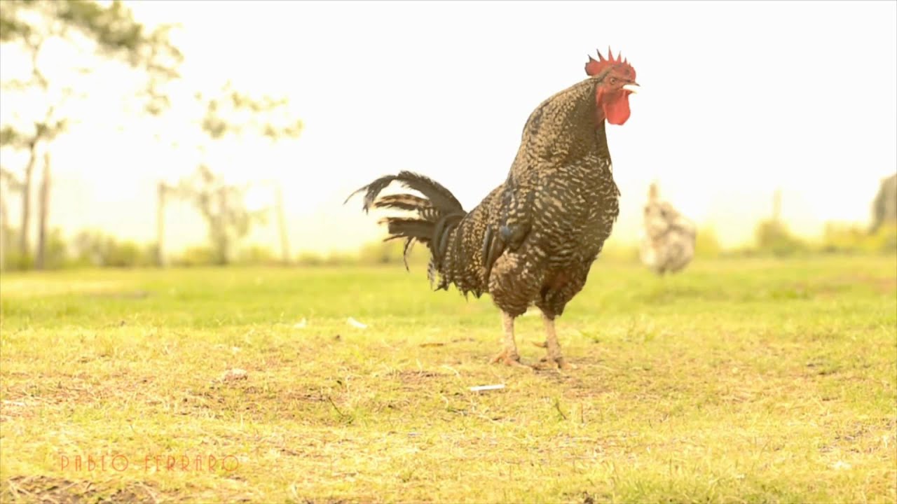 El Canto del Gallo - YouTube