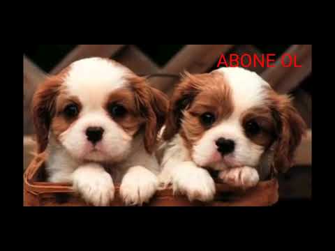 İnanılmaz 10 değişik hayvan kavgası