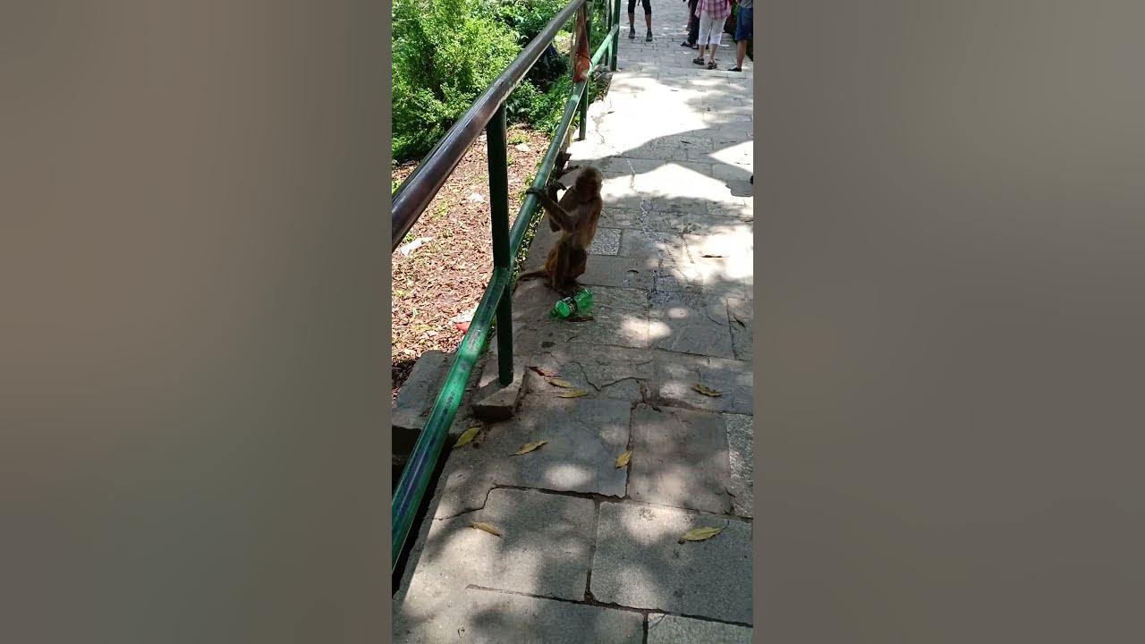 Monkey Chatter - Understanding Monkey Communication - YouTube