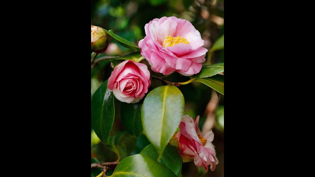 Most Beautiful Flowering Shrubs for your Garden - YouTube