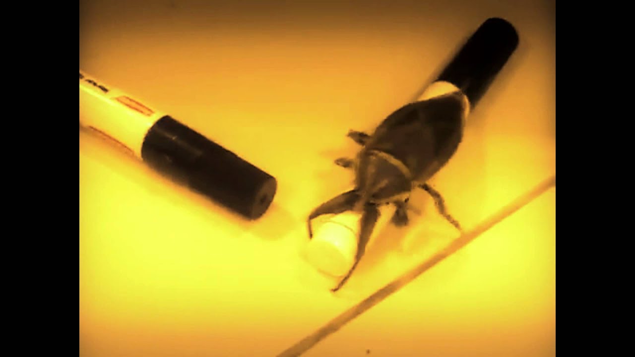 assuming direct control - YouTube