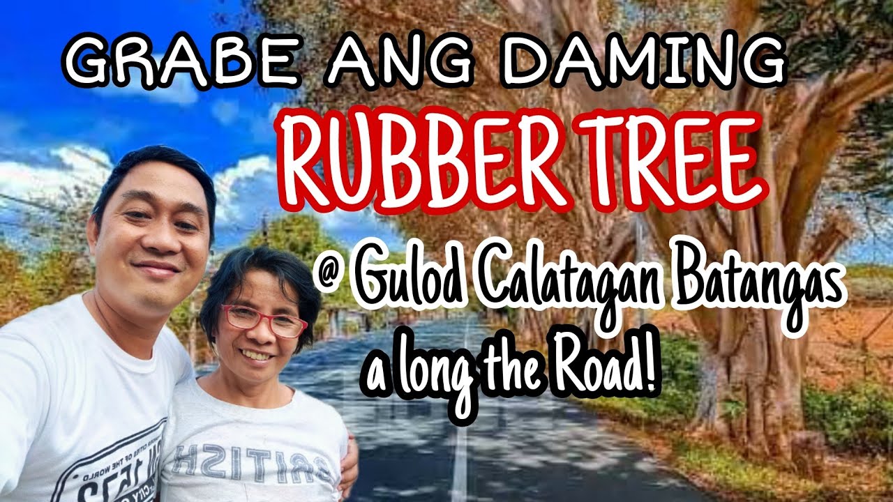 RUBBER TREES at Calatagan Batangas || How Many Rubber Trees in this ...