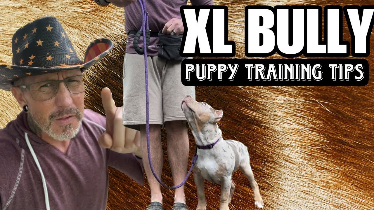 Help Training your XL Bully puppy #xlbully #puppytraining - YouTube