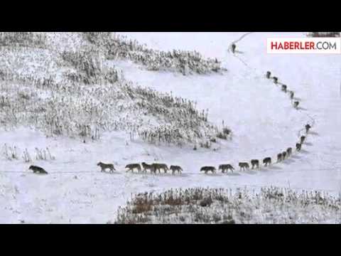 Ardahanda Görülen Kurt Sürüsü Vatandaşları Korkuttu