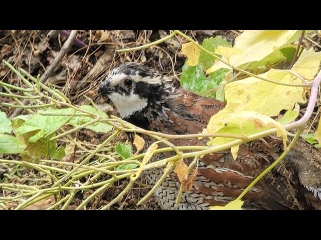 Bobwhite Quail Flying